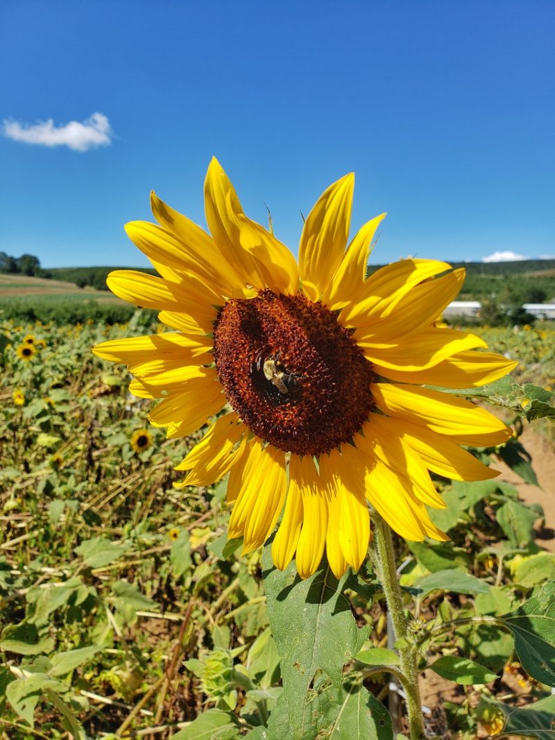DAY TRIP | Lyman Orchards' Sunflower Maze