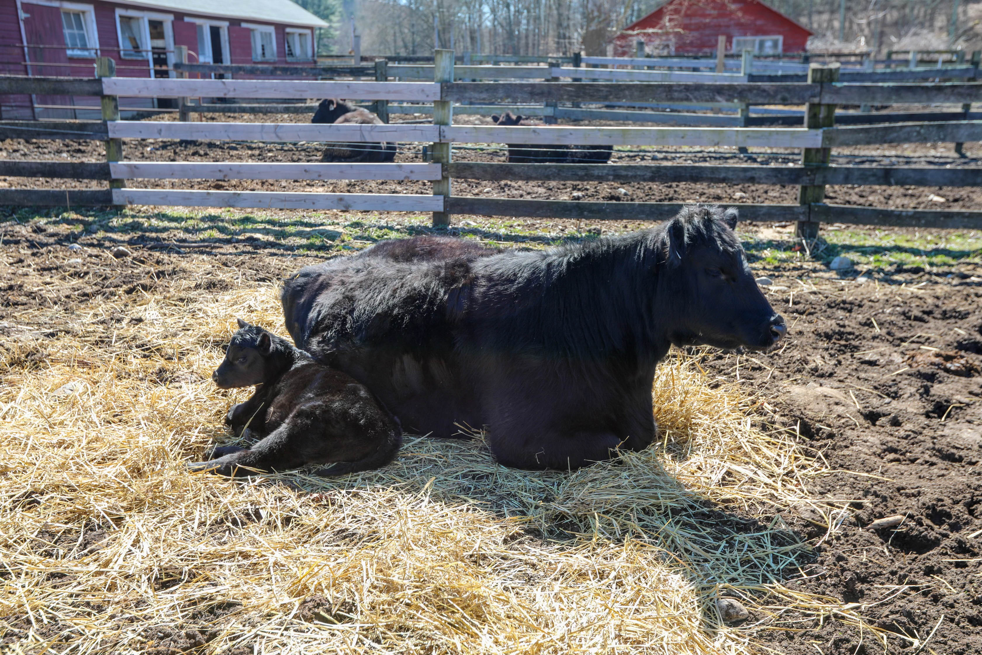 Farm Fresh - Community Supported Agriculture