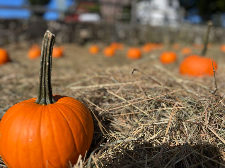 Is That a Thing? - Pumpkin Chunkin'